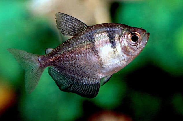 Tetra viúva - Gymnocorymbus ternetzi - esferanimal.com